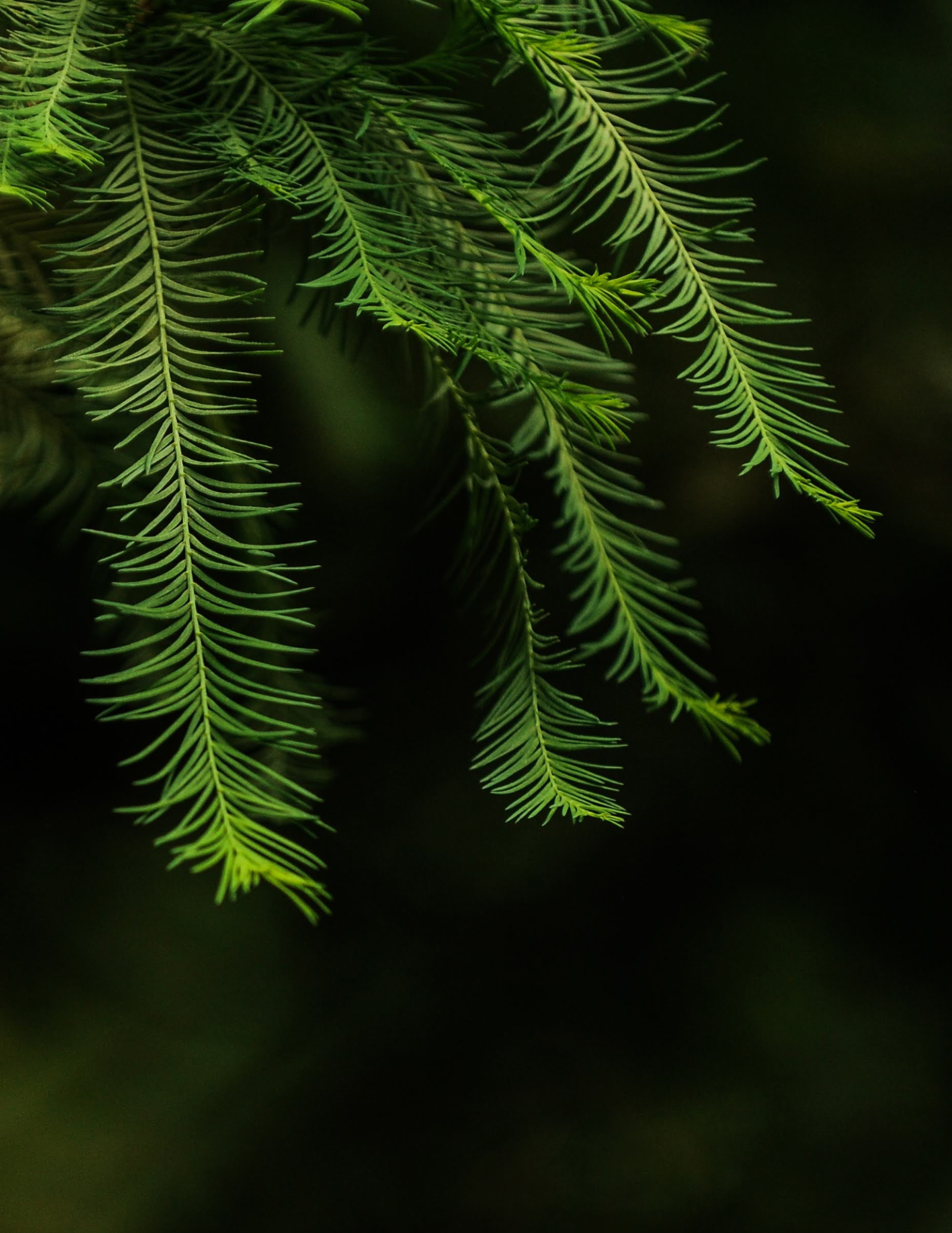 Private debt in an evergreen format - StepStone Group